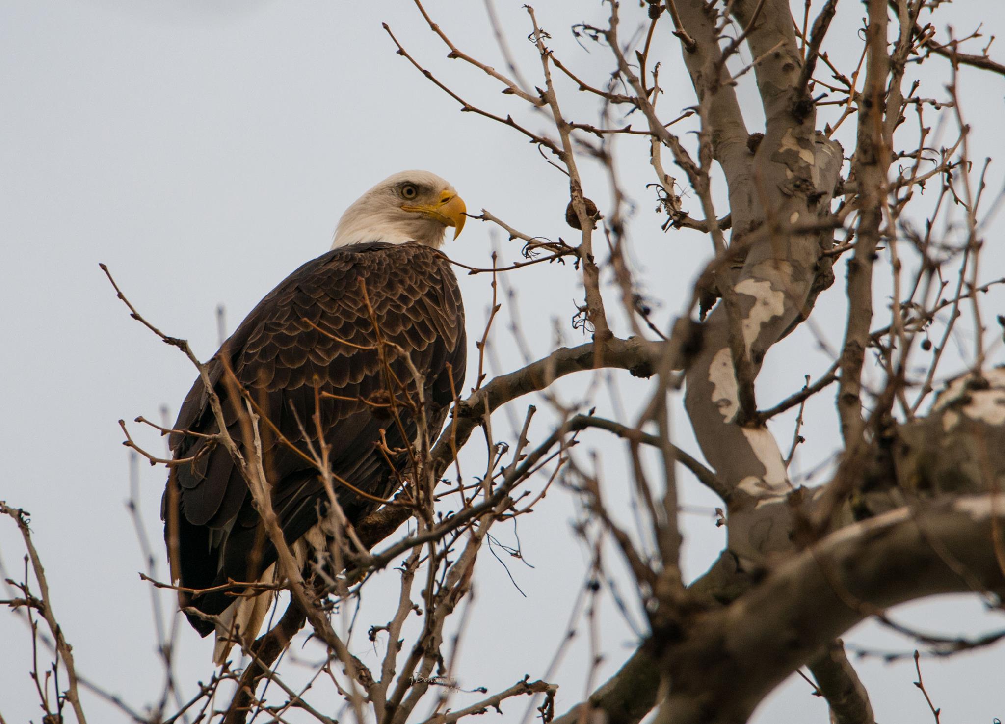 Bald Eagle (Haliaeetus leucocephalus) - North American Land Trust