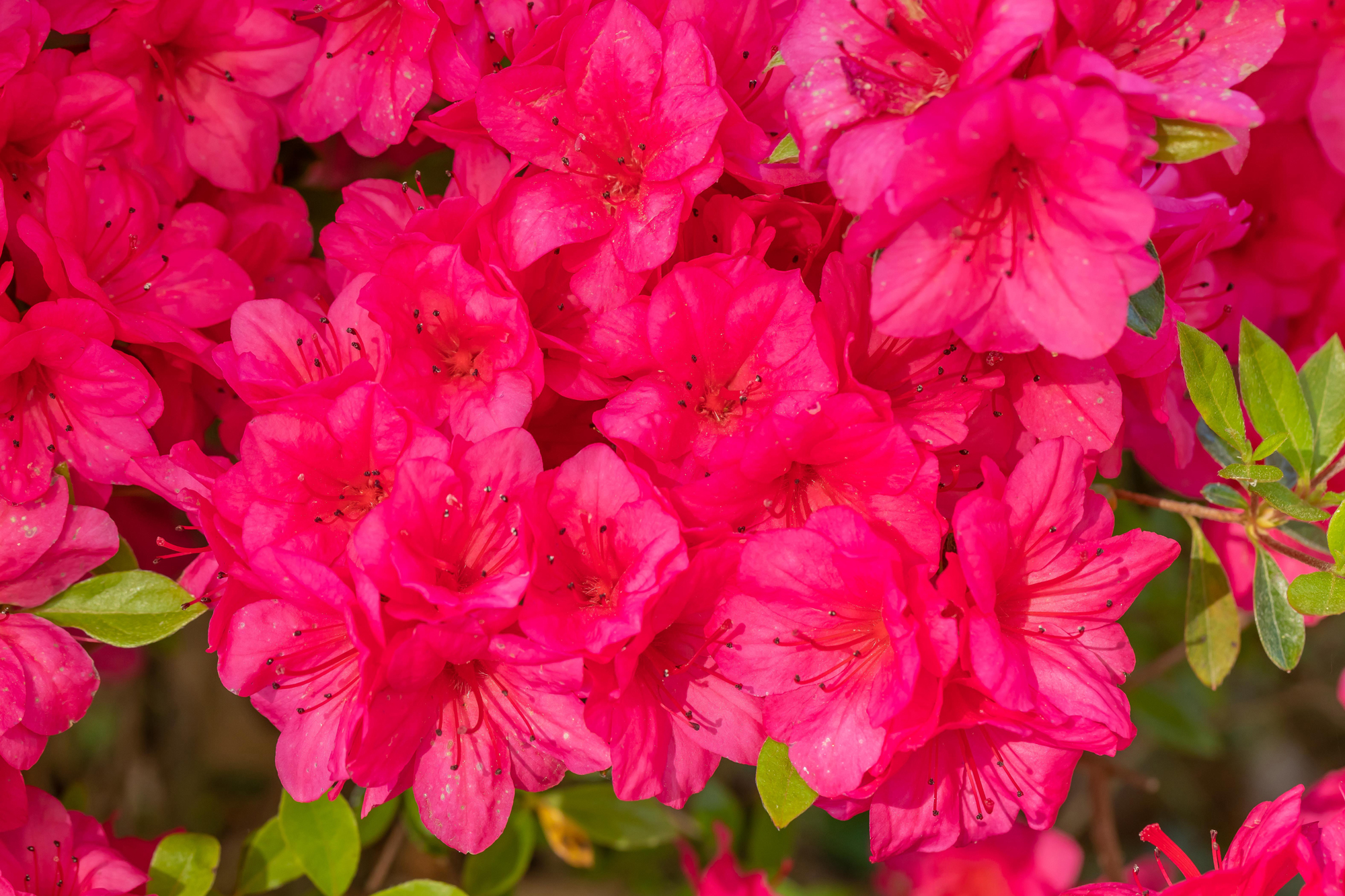 The Lewis Ginter Nature Reserve - North American Land Trust