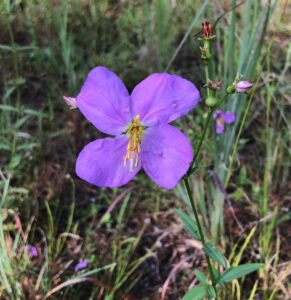 NALT helps Georgia increase its 4,000-acre Altama Plantation Wildlife ...