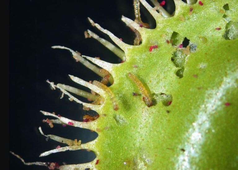 Rare Venus Flytrap Discovered in the Wild at NALT Conservation Area in ...