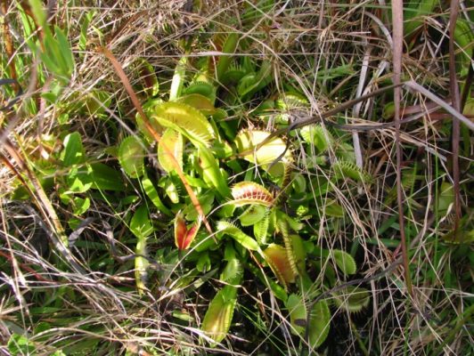 Rare Venus Flytrap Discovered in the Wild at NALT Conservation Area in ...