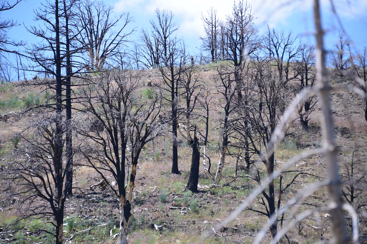 Restoring a Forest after a Wildfire - North American Land Trust