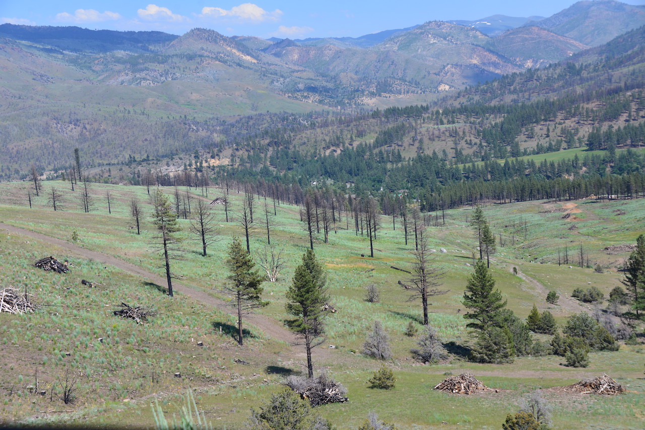 Restoring a Forest after a Wildfire - North American Land Trust