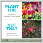 Plant this, Not That: Native Plant Substitutes for Invasive Species ...