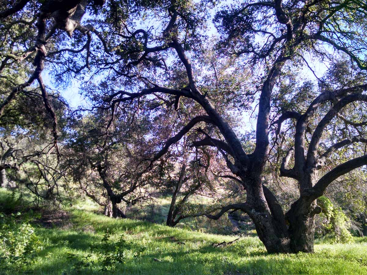 Services - North American Land Trust