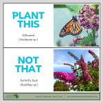 Plant this, Not That: Native Plant Substitutes for Invasive Species ...