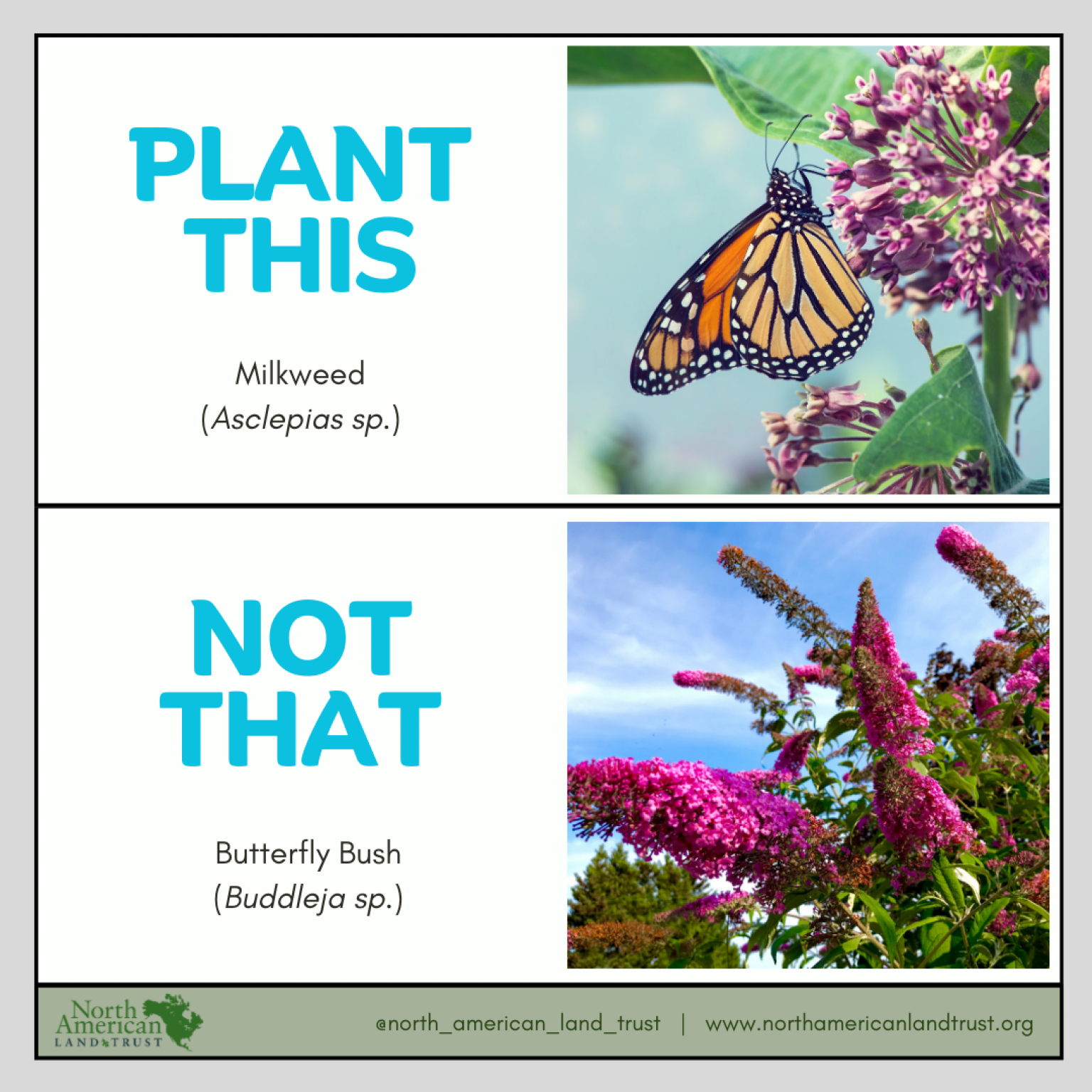 Plant this, Not That: Native Plant Substitutes for Invasive Species ...